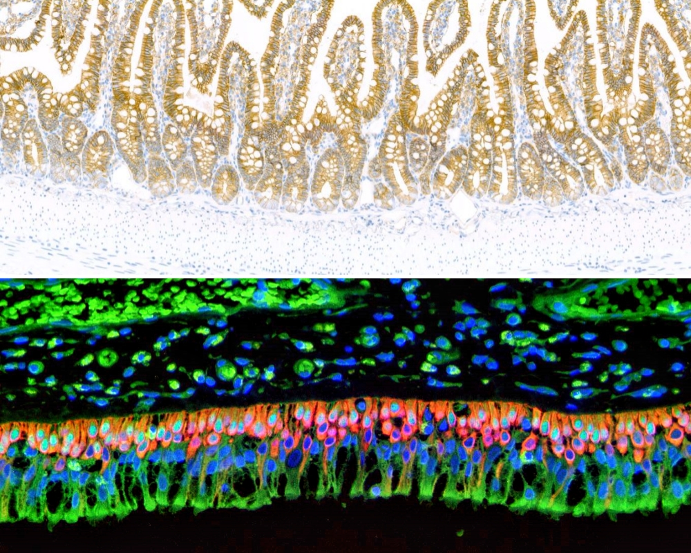 分子病理(免疫组化、免疫荧光、Tunel) - 柏赛生物